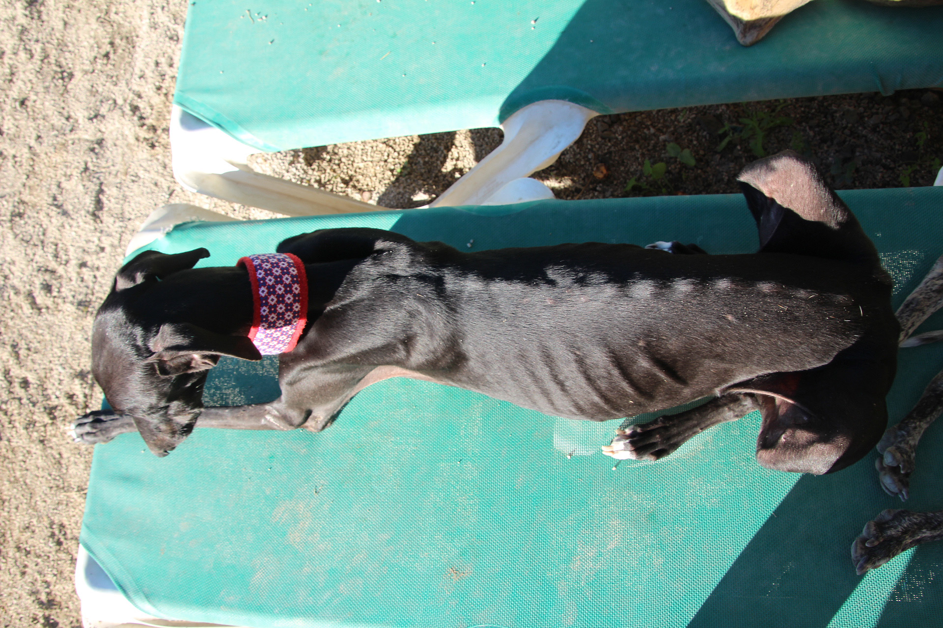 Maserati - Galgo Freedom